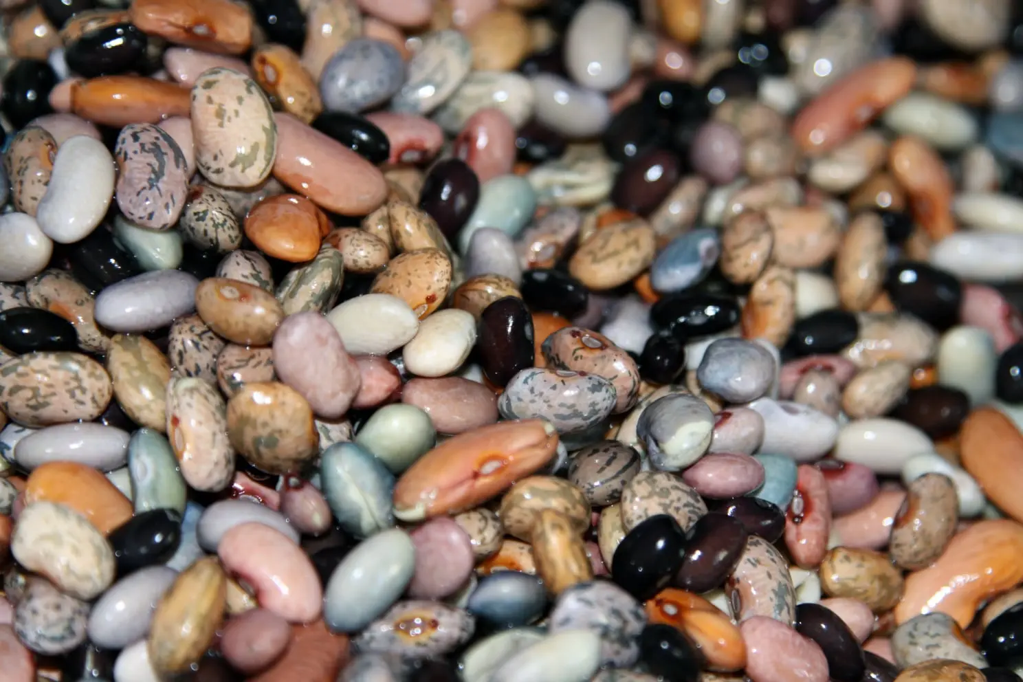 Weight Equivalents: Beans